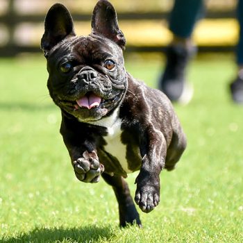 Services - Big Bully Turf